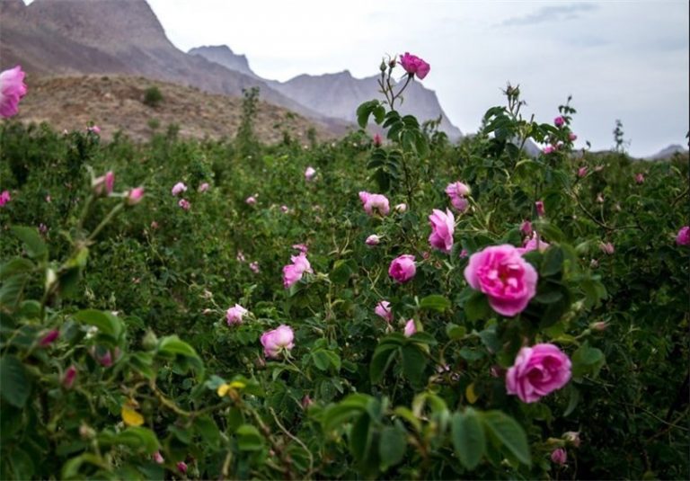 project of constructing a farm of Iranian roses & medicinal plants ...